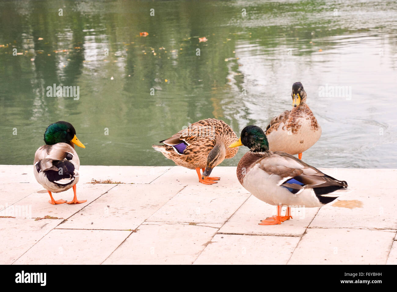 Water Bird Duck Stock Photo - Alamy