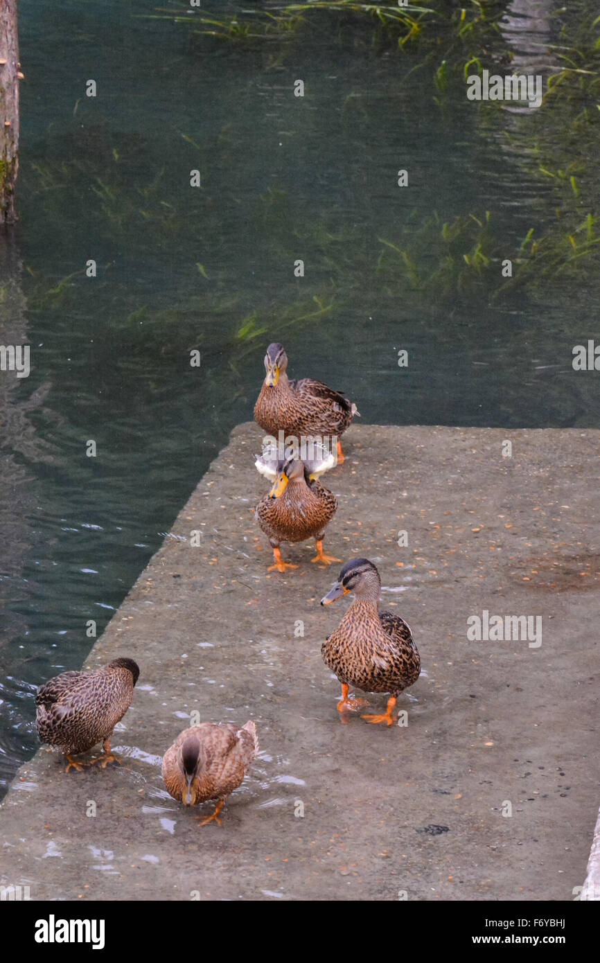 Water Bird Duck Stock Photo - Alamy
