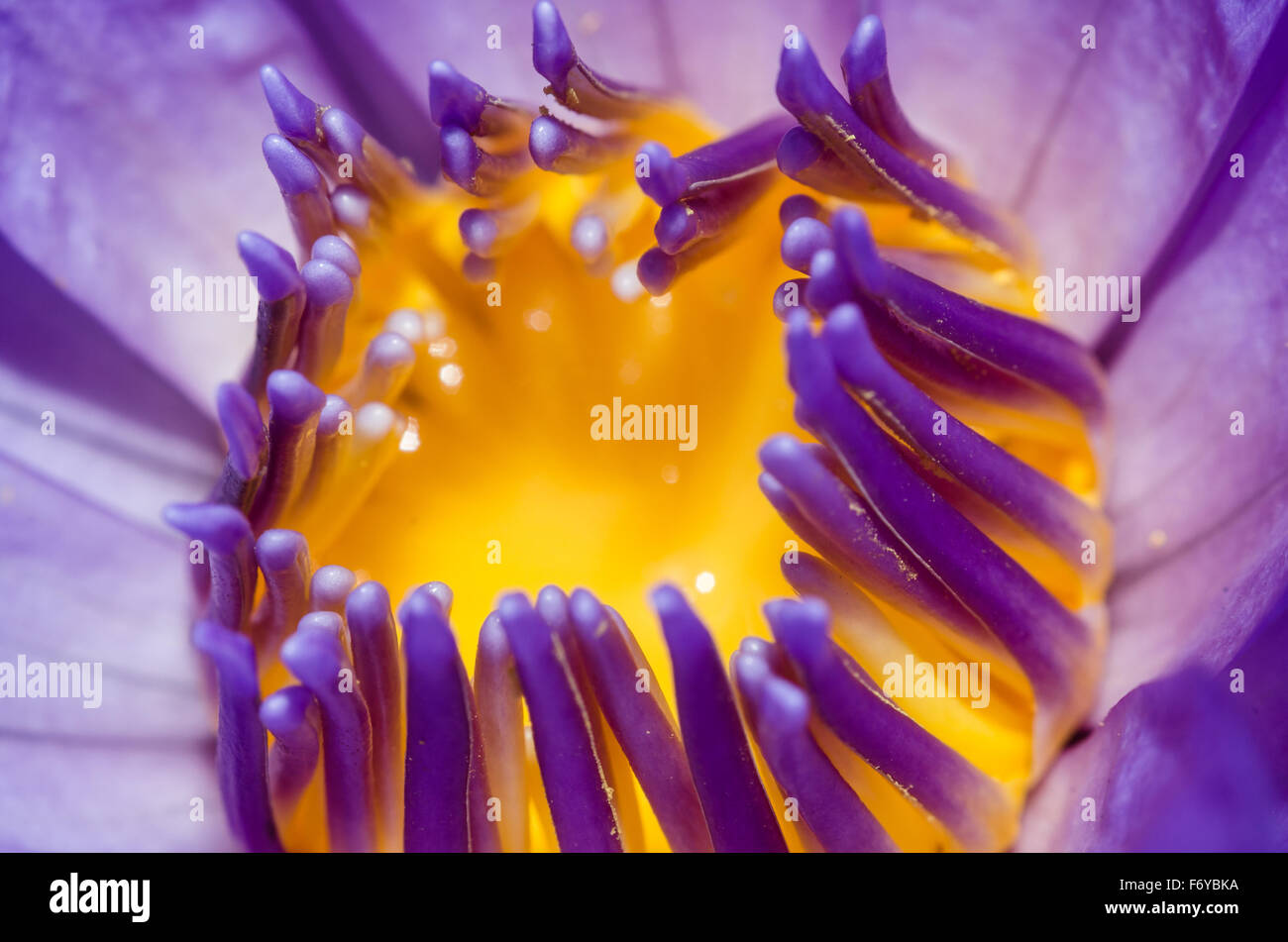 Beautiful portrait of lotus flowers Stock Photo - Alamy