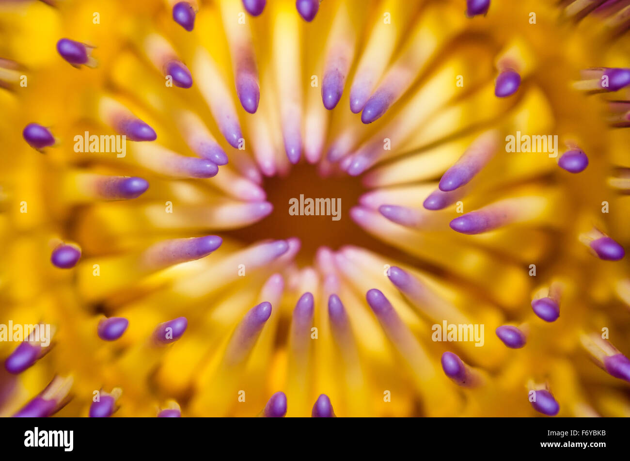 Beautiful portrait of lotus flowers Stock Photo - Alamy