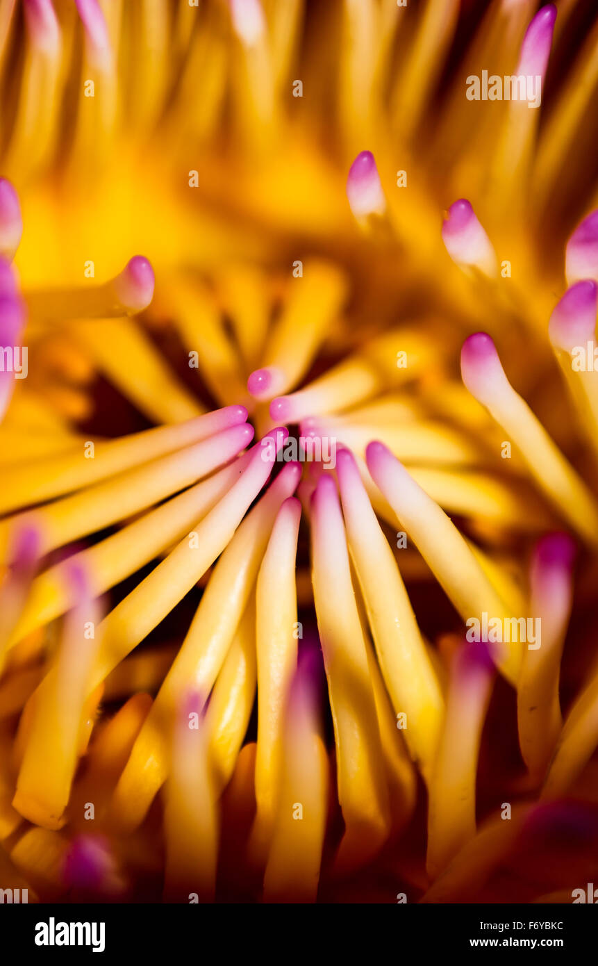 Beautiful portrait of lotus flowers Stock Photo - Alamy