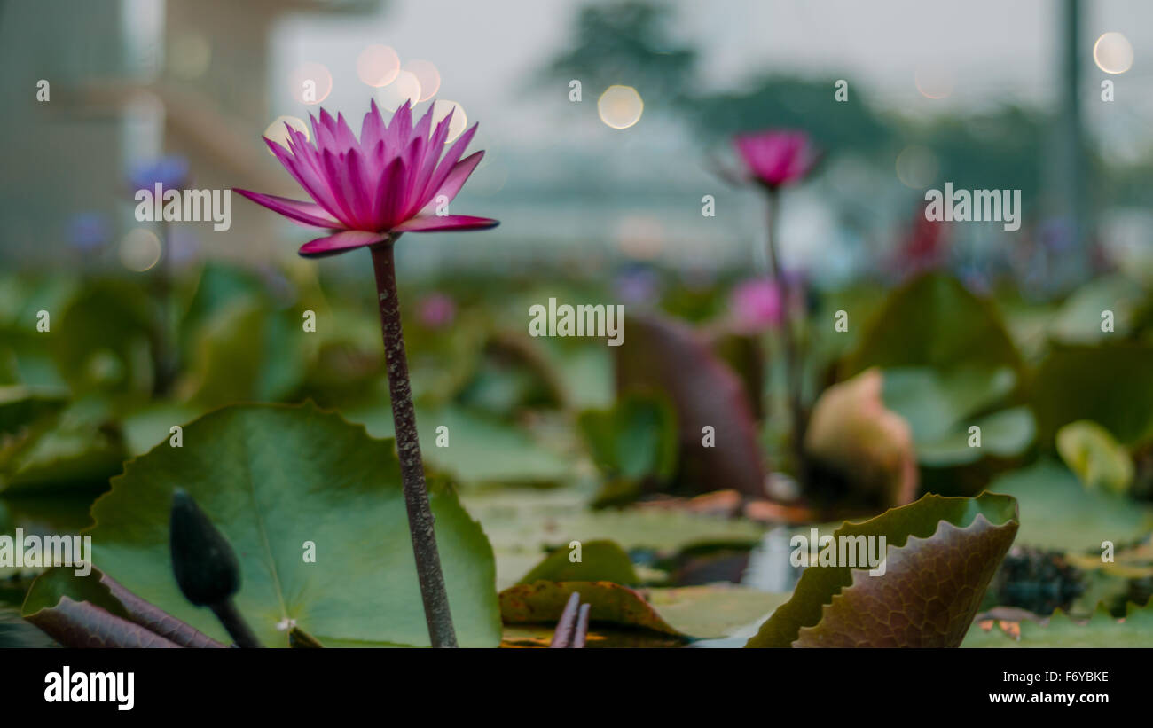 Beautiful portrait of lotus flowers Stock Photo - Alamy
