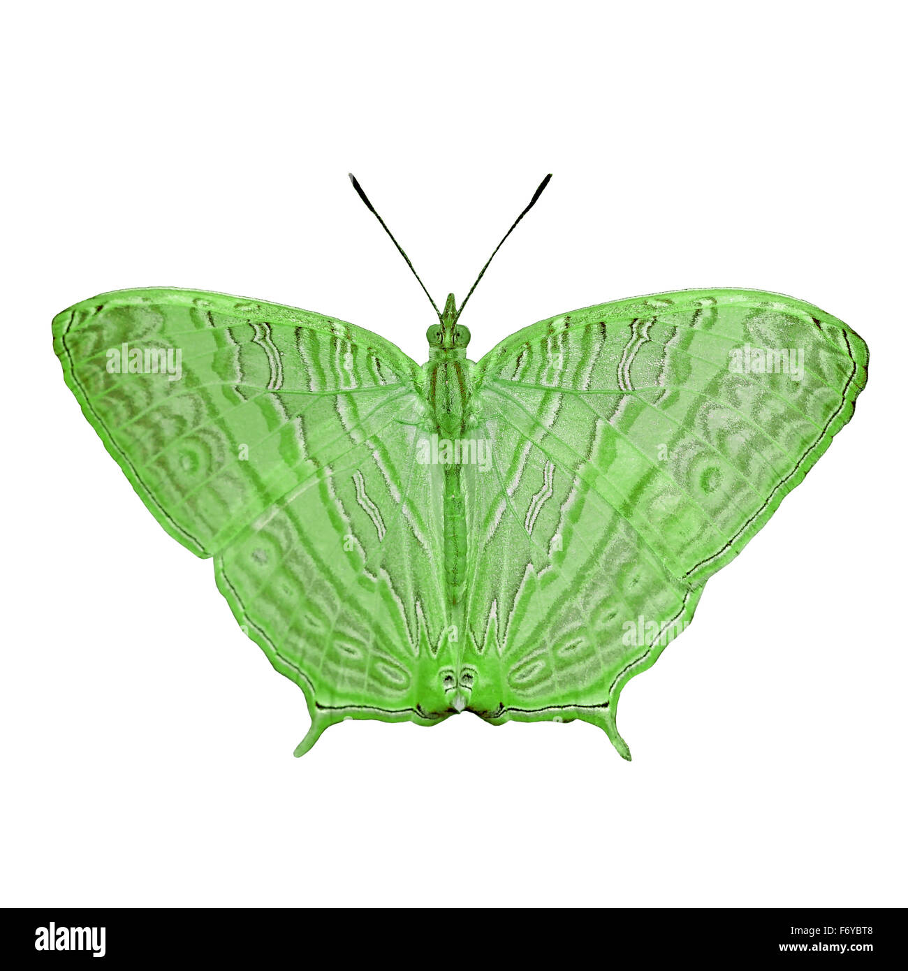 exotic green color butterfly isolated on white background Stock Photo ...