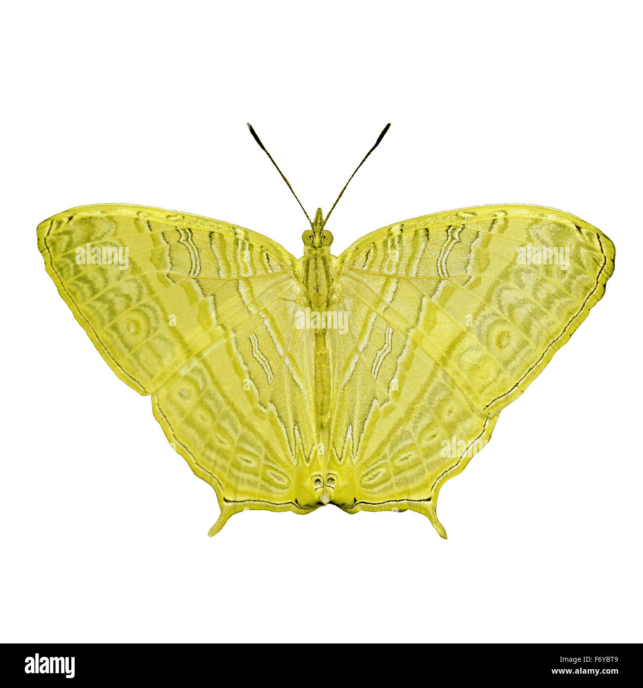 exotic yellow color butterfly isolated on white background Stock Photo ...