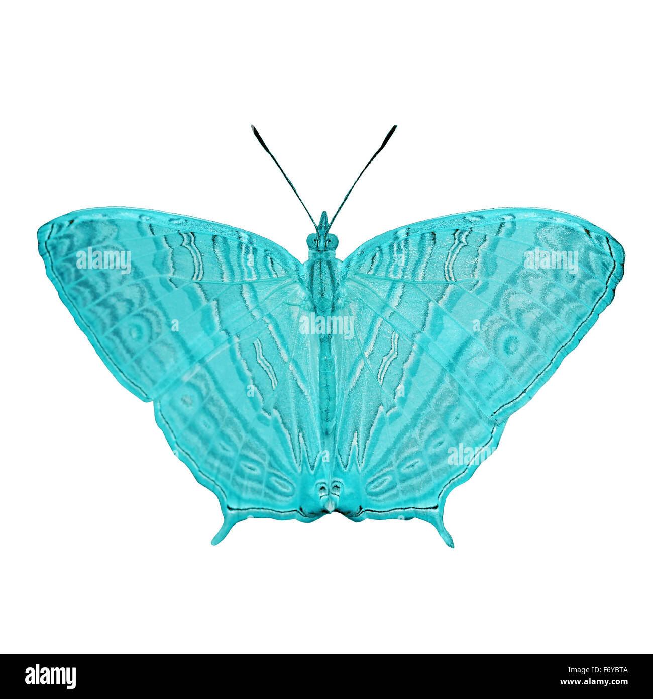 exotic light blue color butterfly isolated on white background Stock ...