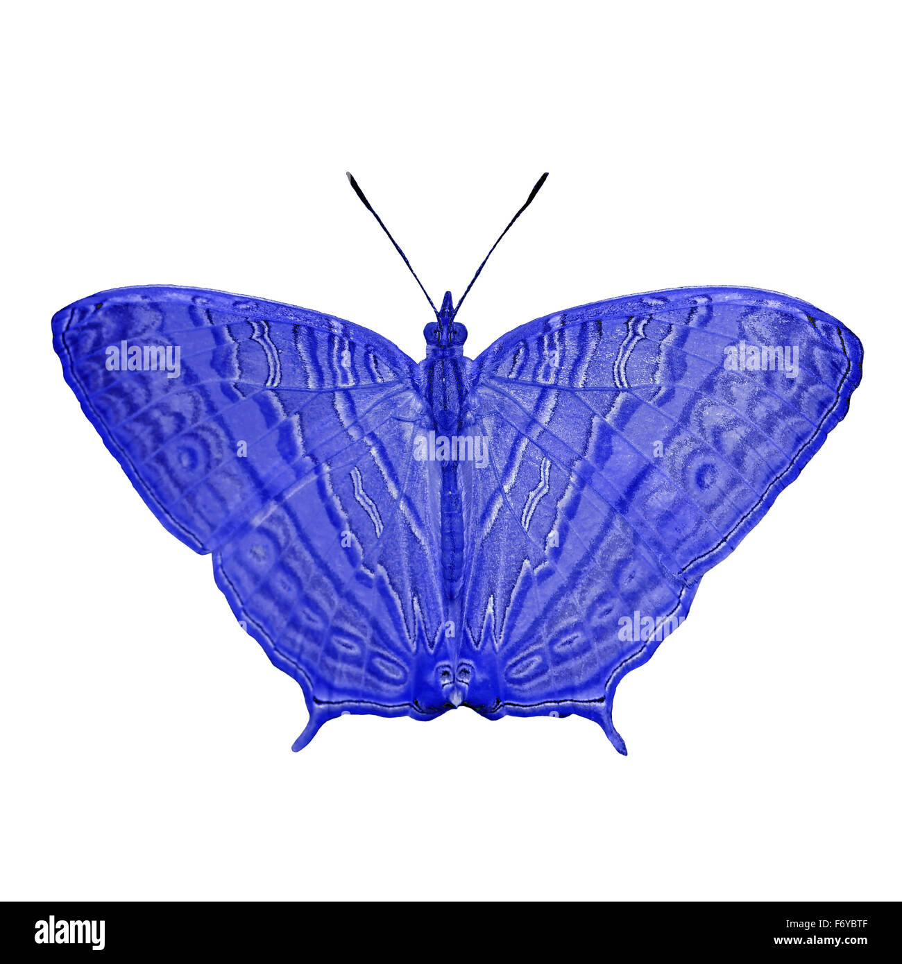 exotic blue color butterfly isolated on white background Stock Photo ...