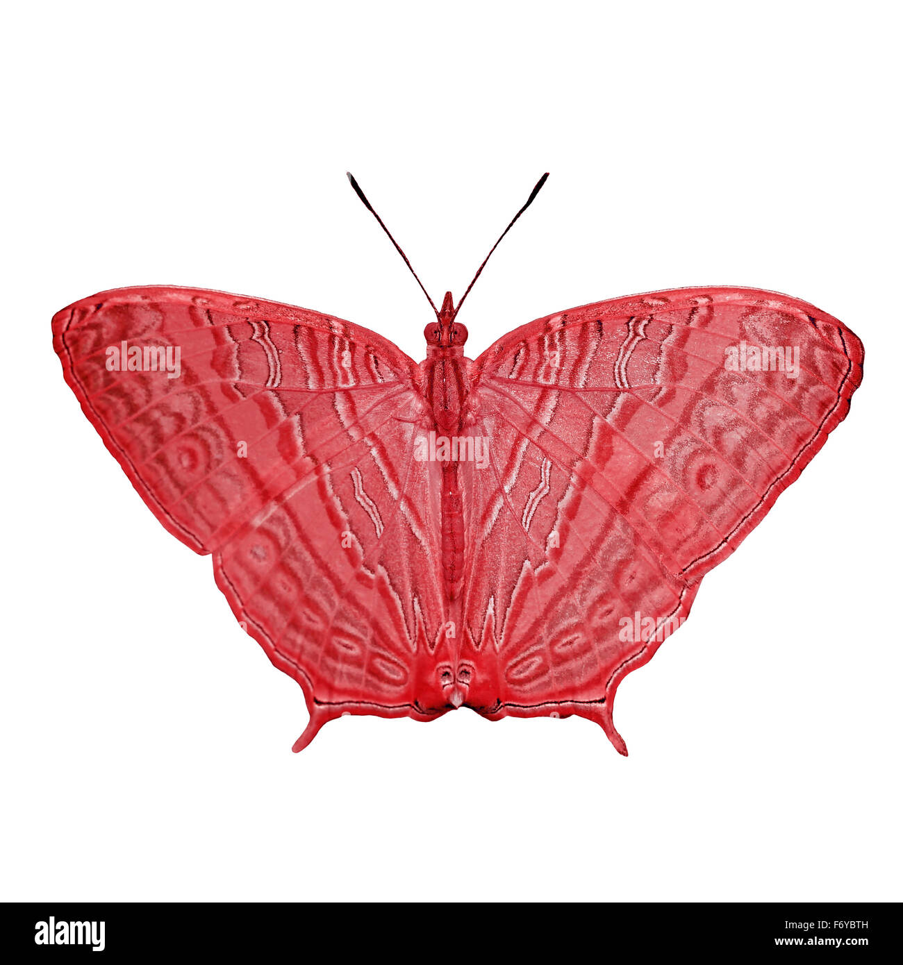 exotic red color butterfly isolated on white background Stock Photo - Alamy