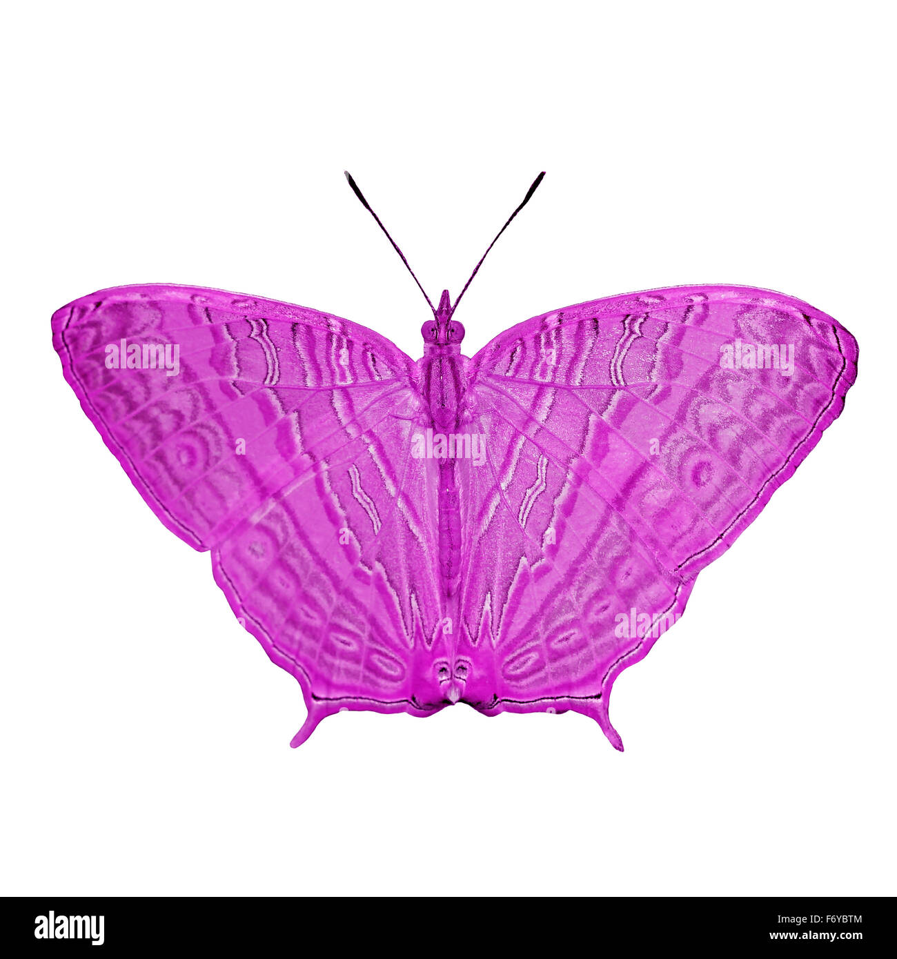 exotic purple color butterfly isolated on white background Stock Photo ...