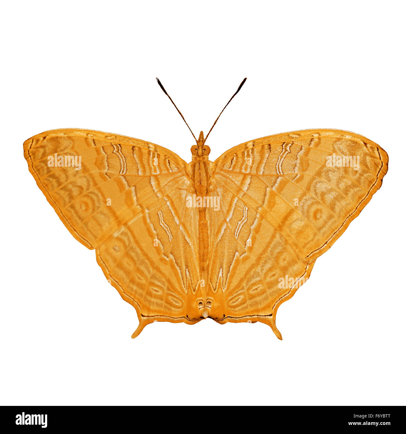 exotic orange color butterfly isolated on white background Stock Photo ...