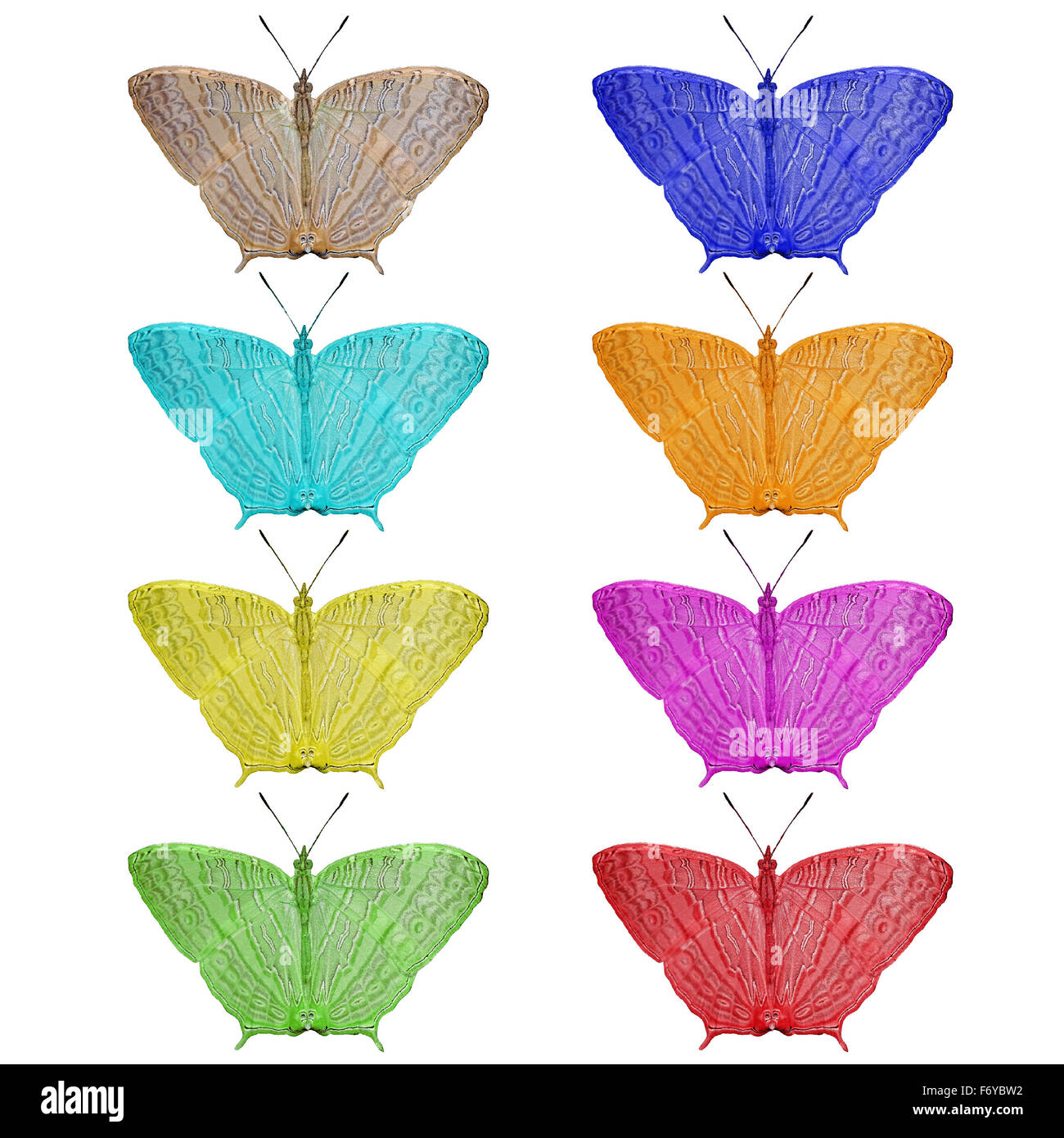 exotic orange color butterfly isolated on white background Stock Photo ...