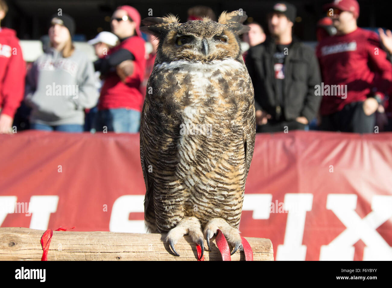 Live mascot hi-res stock photography and images - Alamy