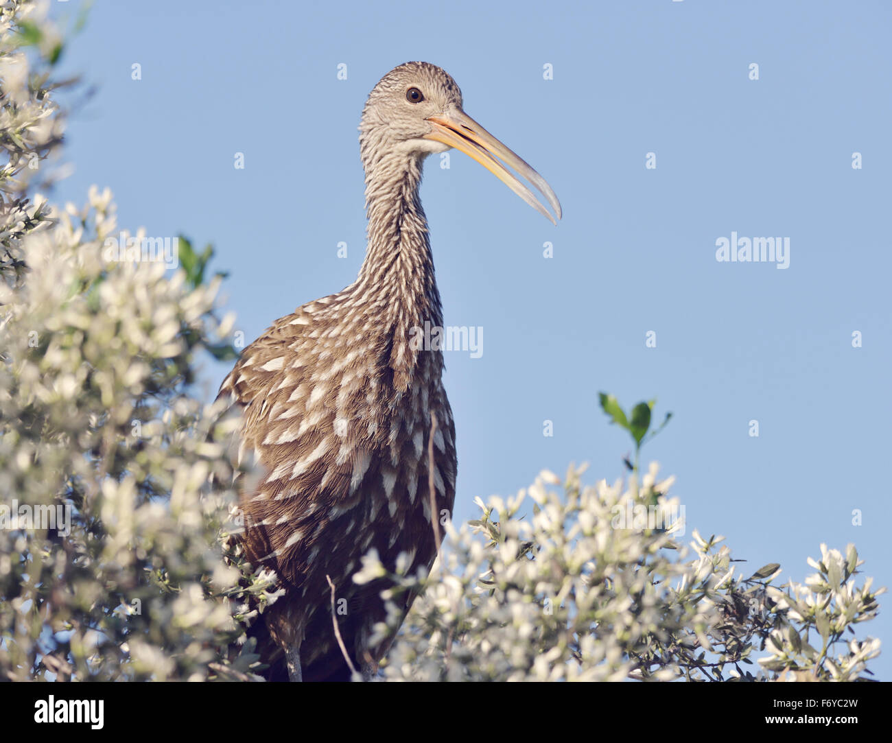 Perch wildlife hi-res stock photography and images - Alamy
