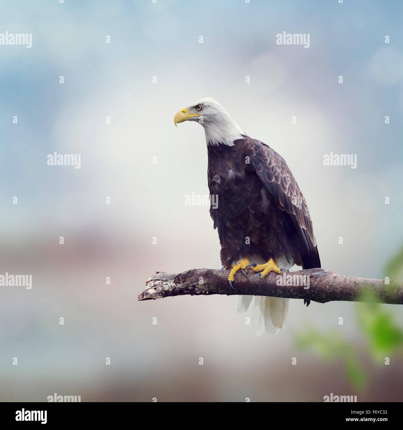 Bald eagle on a tree branch hi-res stock photography and images - Alamy