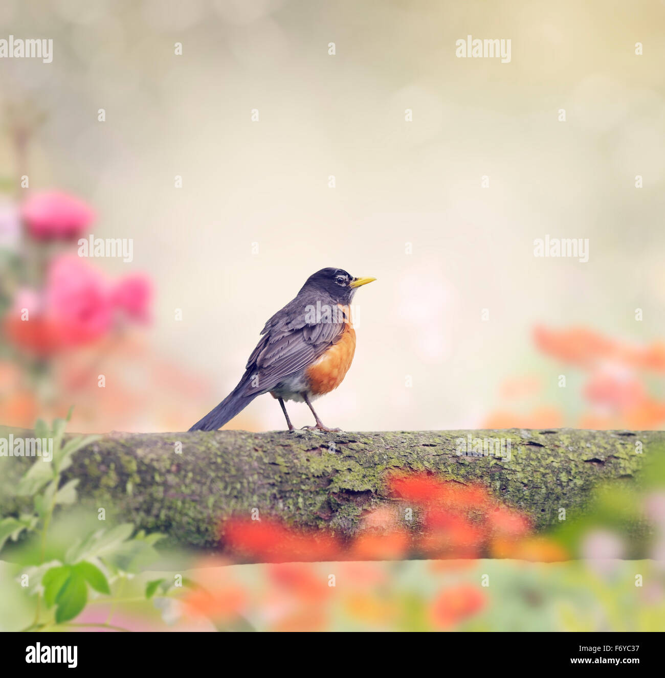 Robin Perched on a Branch Stock Photo - Alamy