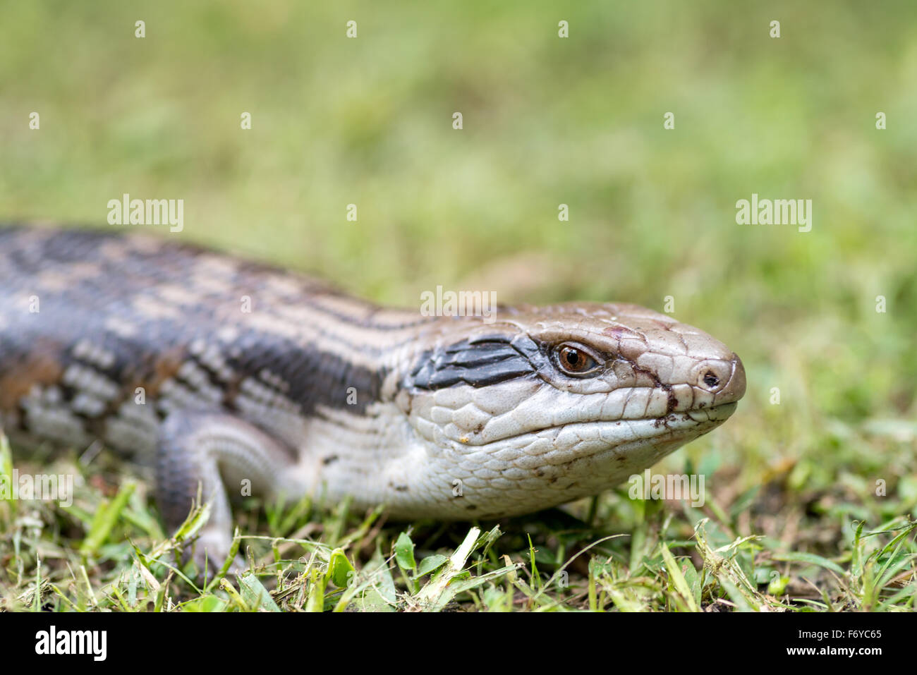 Blue-tongued skinks or blue tongued lizard native to Australia Stock ...