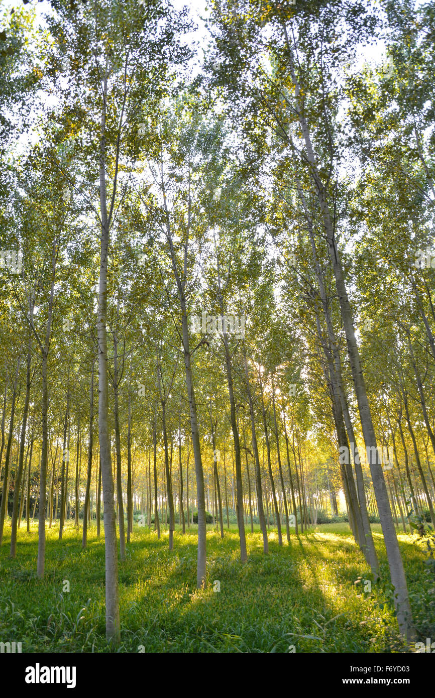Pine Tree View Stock Photo - Alamy