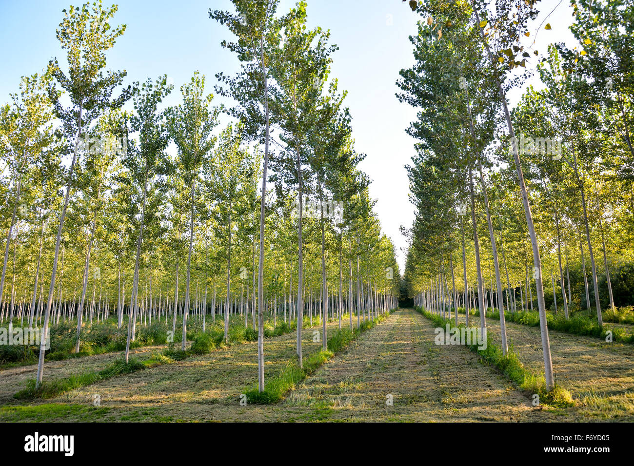 Pine Tree View Stock Photo - Alamy