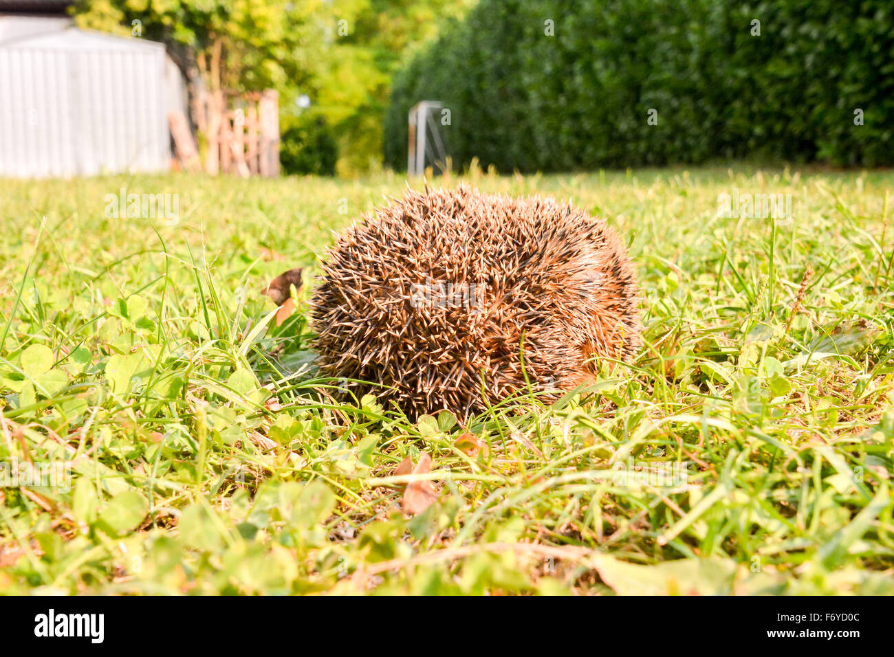 European Hedgehog