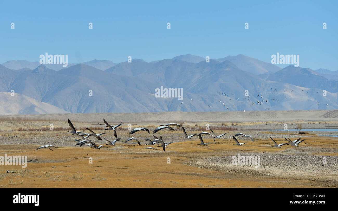 Xigaze, China's Tibet Autonomous Region. 21st Nov, 2015. Black-necked ...