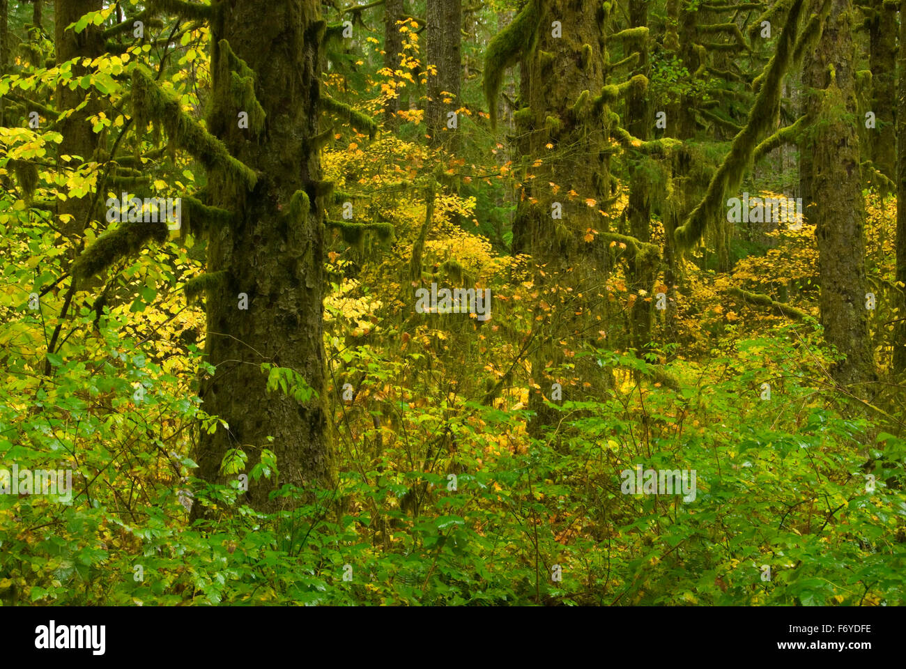 Coast Range forest, Clatsop State Forest, Oregon Stock Photo - Alamy