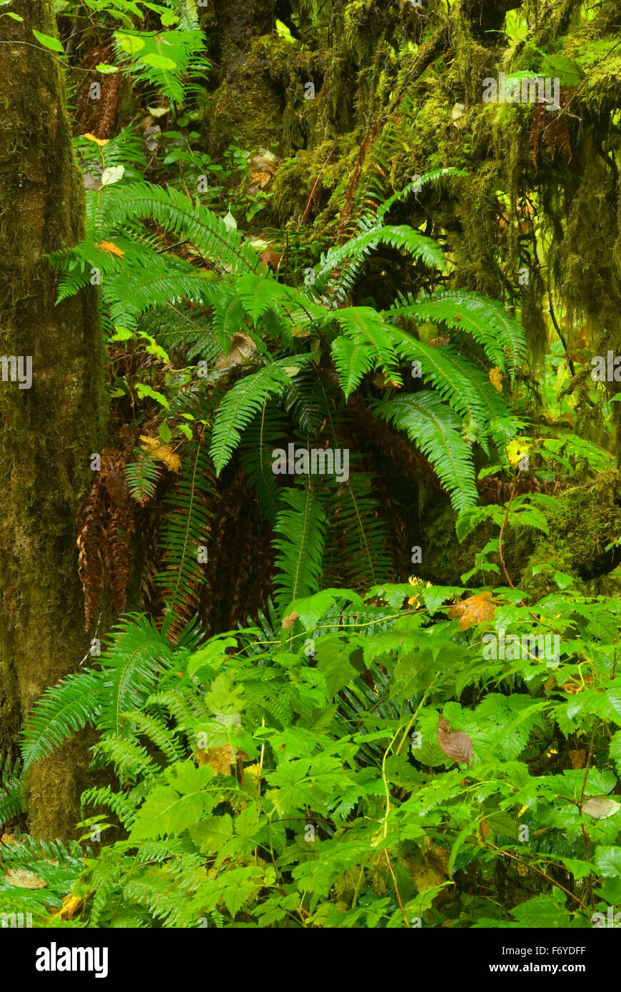 Sword fern, Clatsop State Forest, Oregon Stock Photo - Alamy