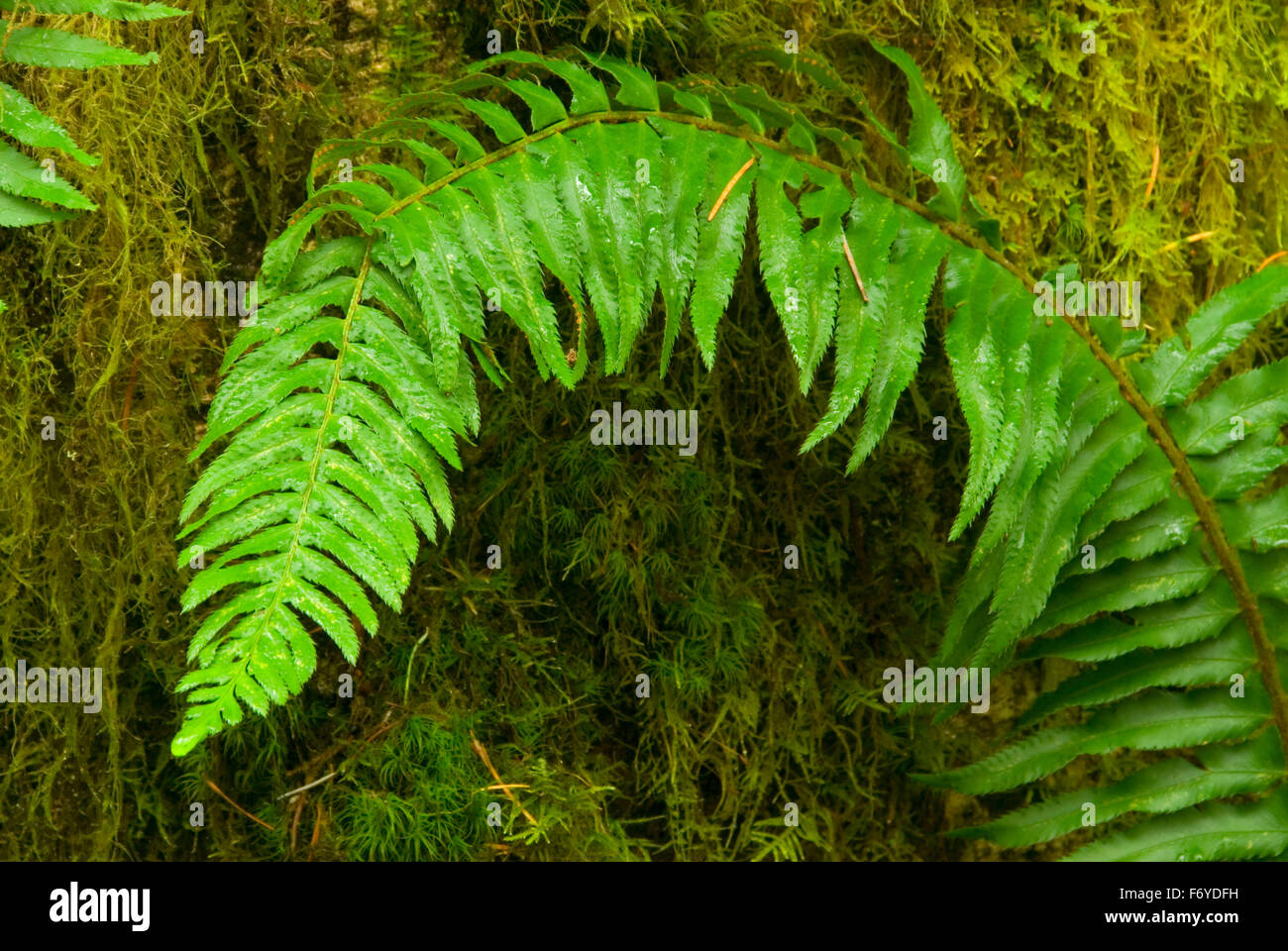 Sword fern, Clatsop State Forest, Oregon Stock Photo - Alamy