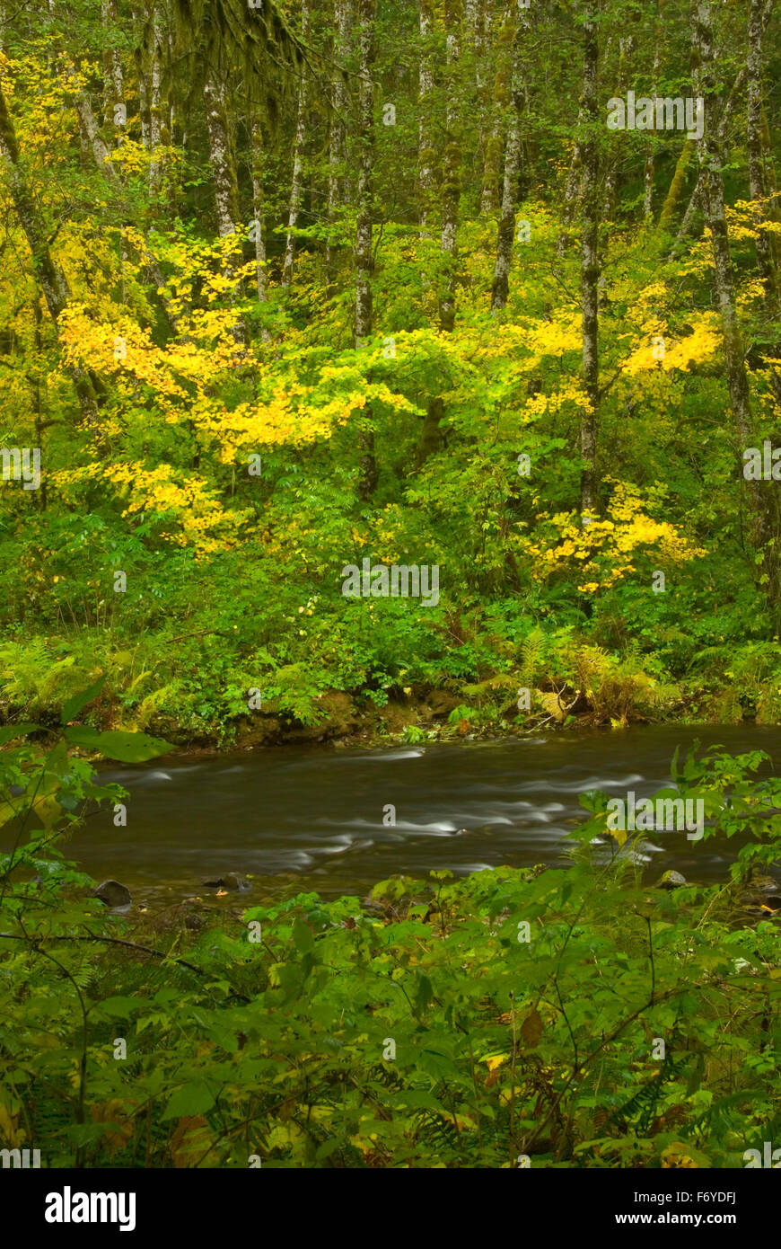 Humbug creek hi-res stock photography and images - Alamy