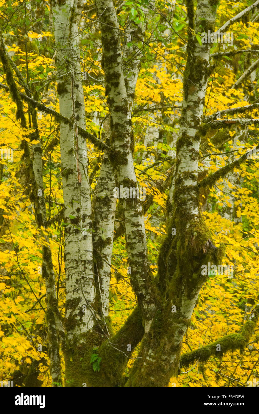 Red Alder High Resolution Stock Photography and Images - Alamy
