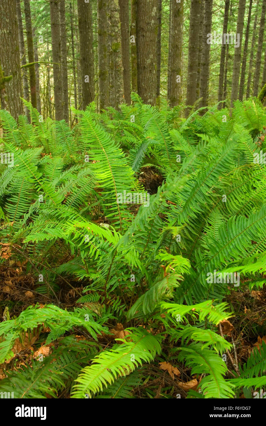 Coast douglas firs hi-res stock photography and images - Alamy