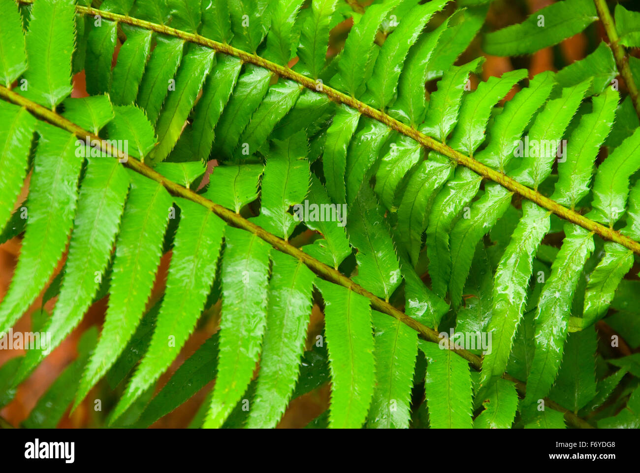 Western sword fern (Polystichum munitum) along Bumping Knots Trail ...