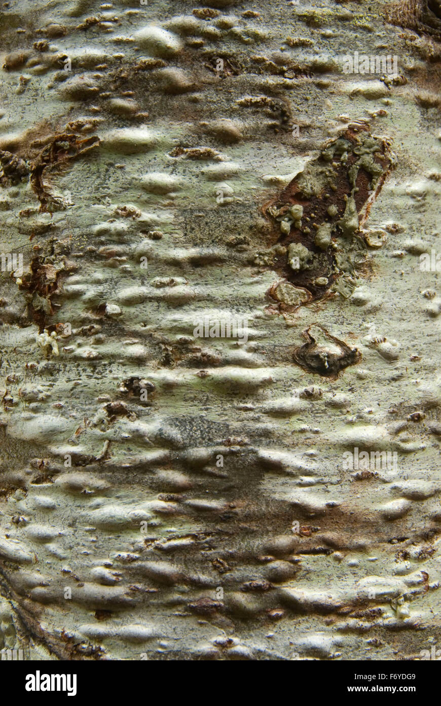 Bark with knots hi-res stock photography and images - Alamy