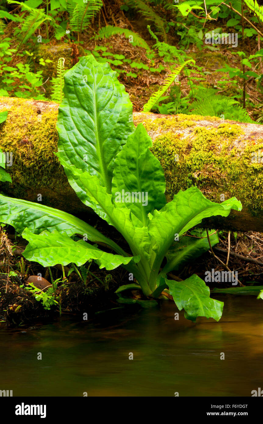 Skunk cabbage by Gnat Creek, Clatsop State Forest, Oregon Stock Photo ...