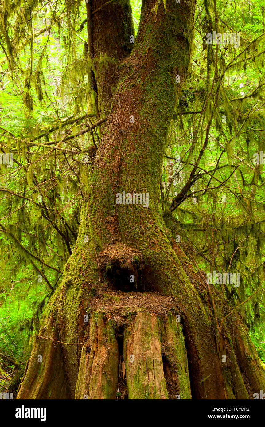 Western hemlock (Picea sitchensis) on nurse stump along Gnat Creek ...