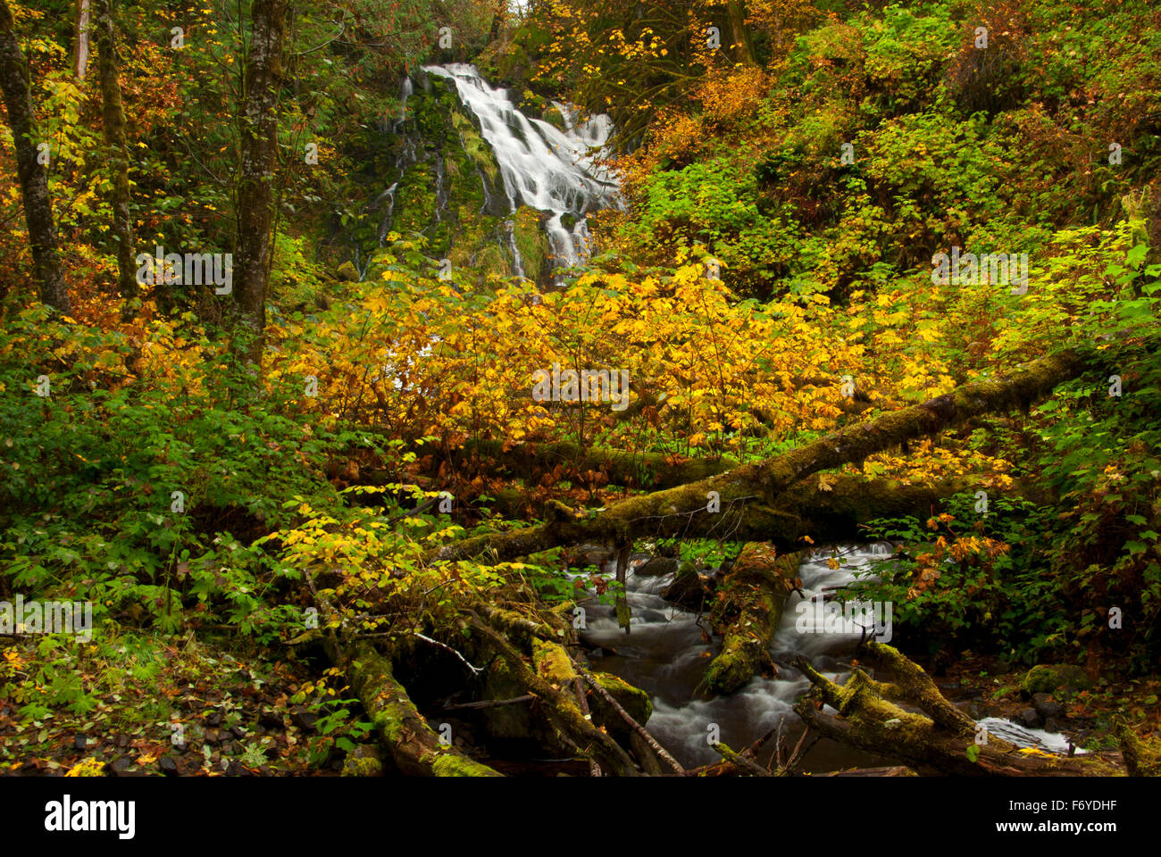 Fishhawk hi-res stock photography and images - Alamy