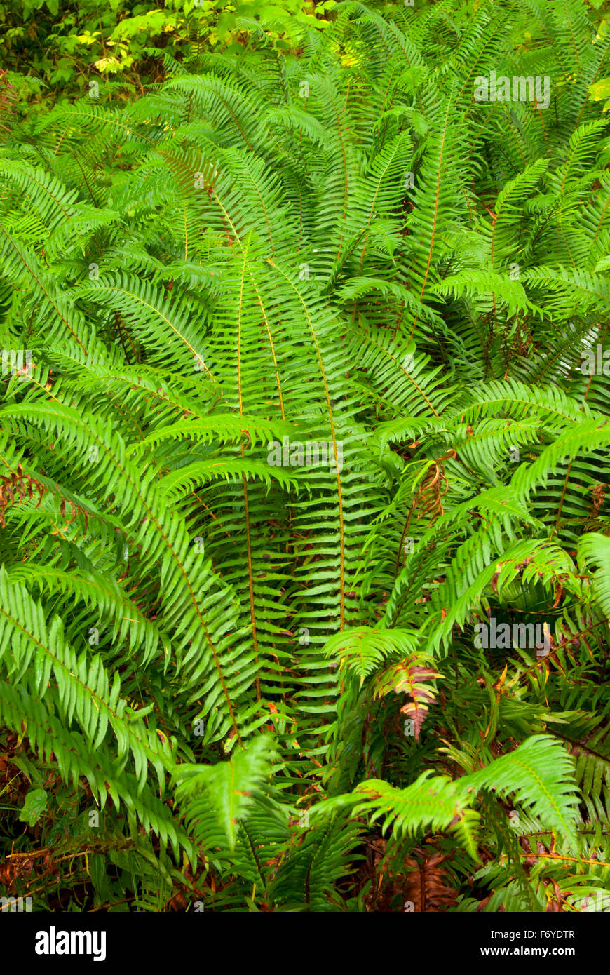 Sword fern along Northrup Creek Equestrian Loop Trail, Clatsop State ...