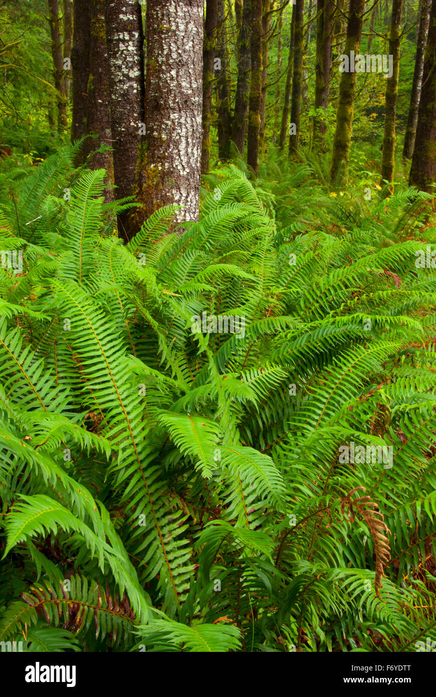 Sword fern with fir along Northrup Creek Equestrian Loop Trail, Clatsop ...