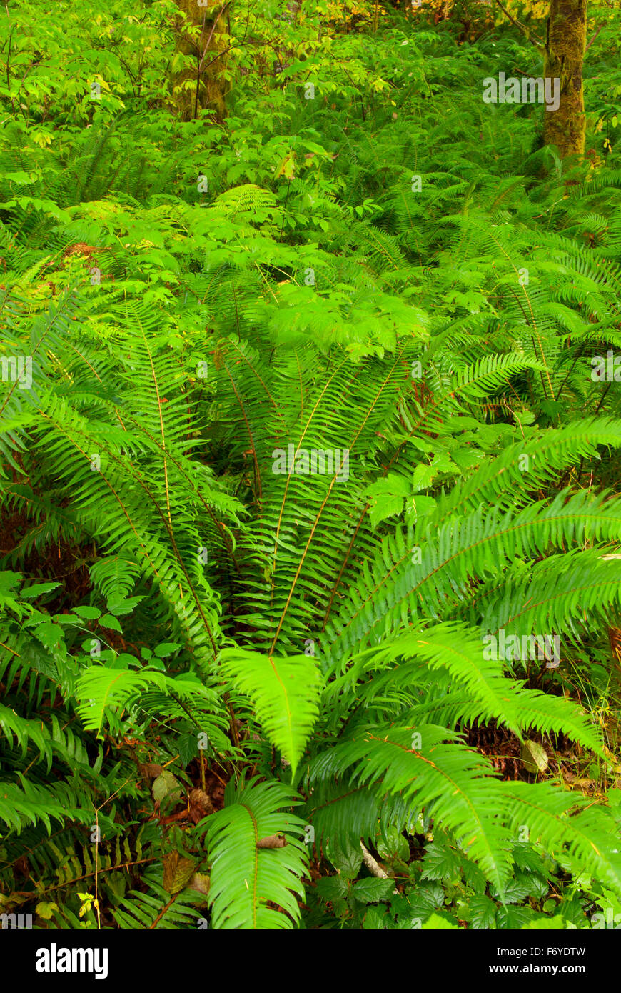 Sword fern along Northrup Creek Equestrian Loop Trail, Clatsop State ...