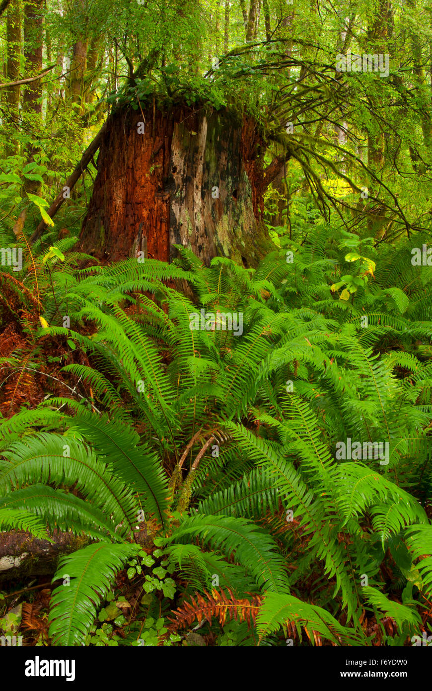Sword fern with stump along Northrup Creek Equestrian Loop Trail ...