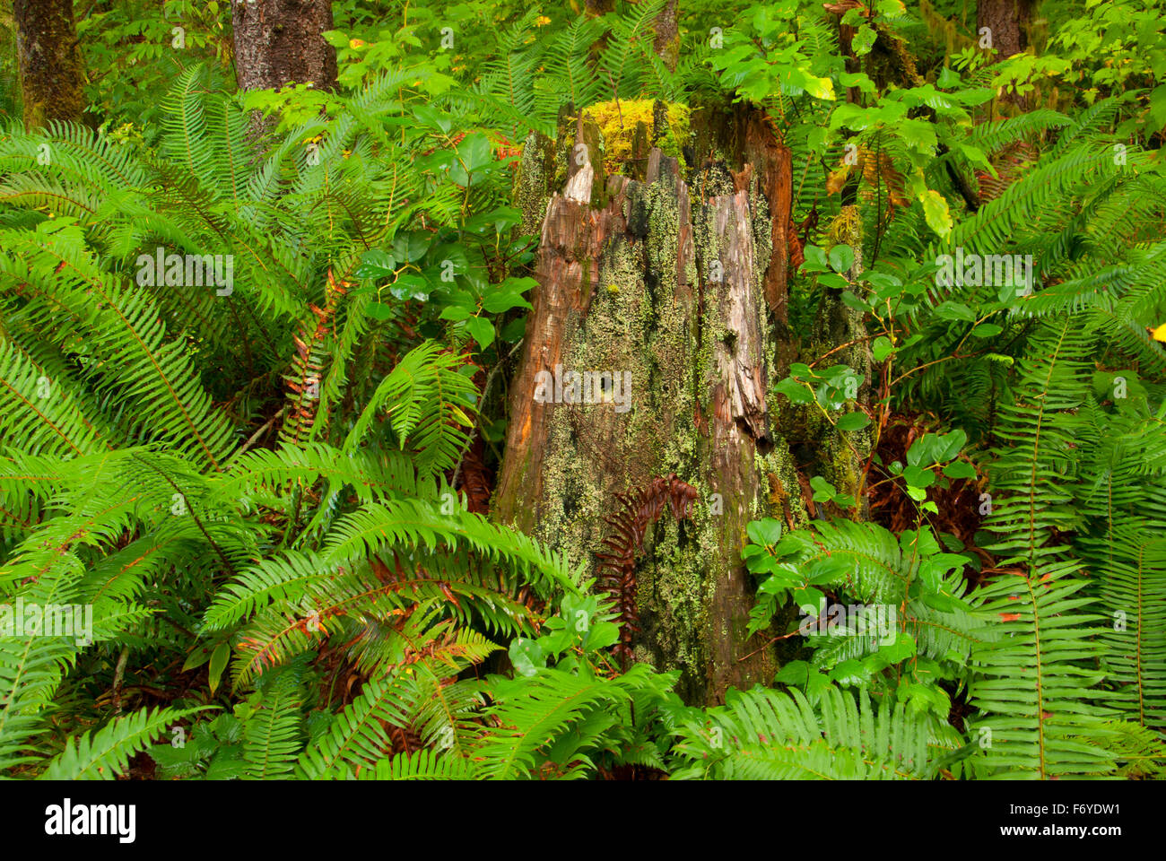 Sword fern with stump along Northrup Creek Equestrian Loop Trail ...