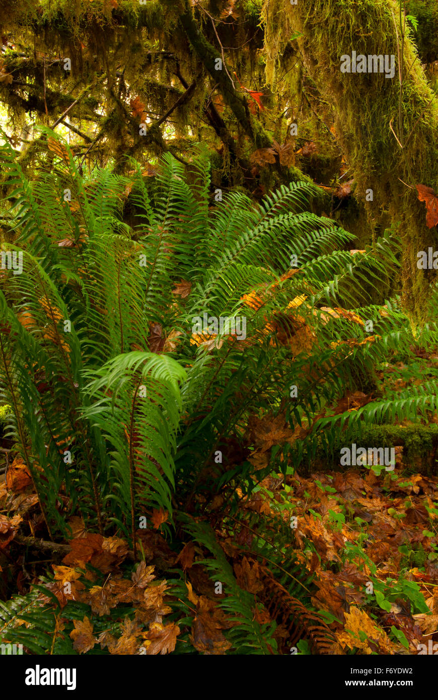 Sword fern along Big Tree Trail at Northrup Creek Horse Camp, Clatsop ...