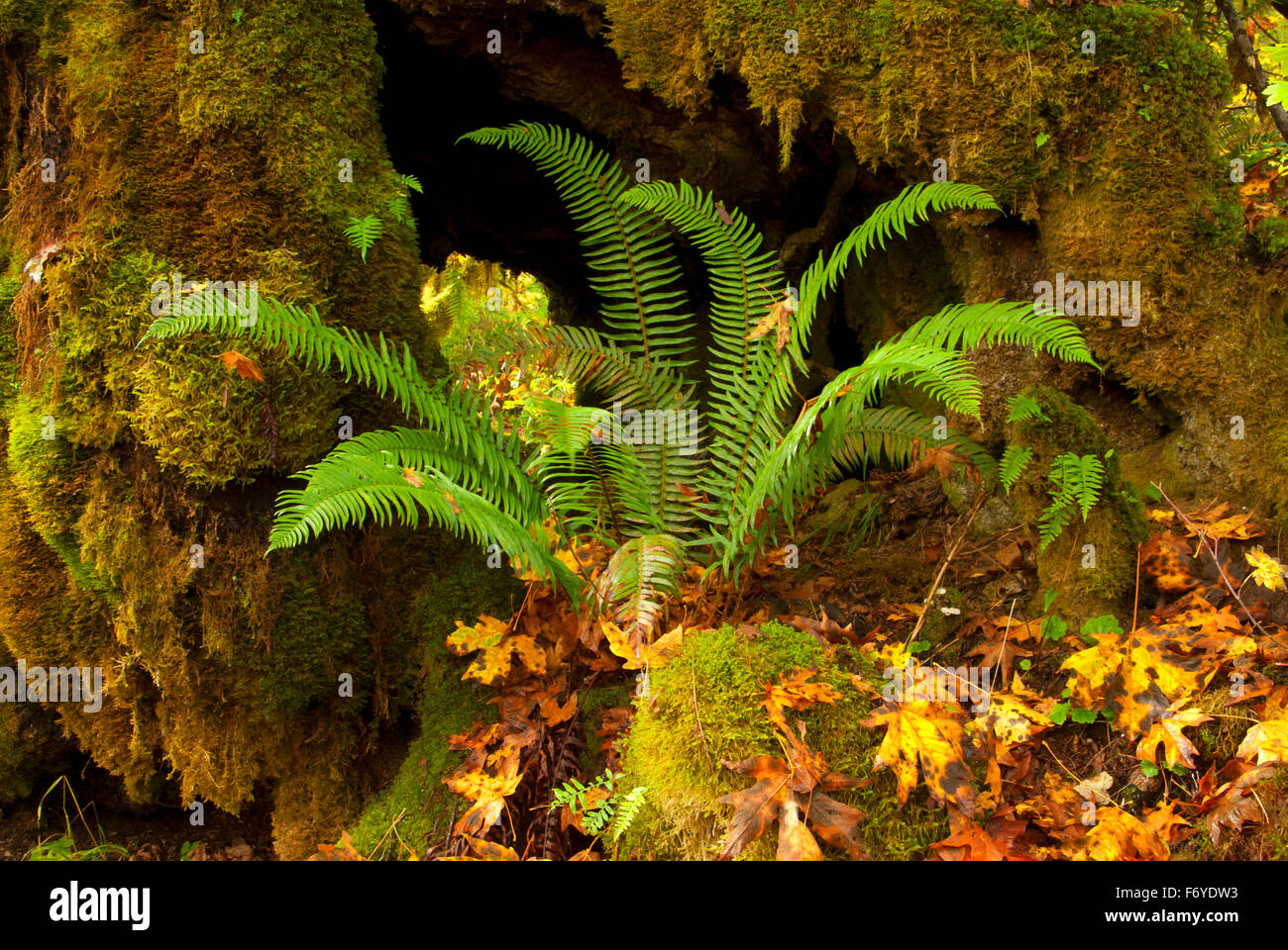 Sword fern along Big Tree Trail, Clatsop State Forest, Oregon Stock ...
