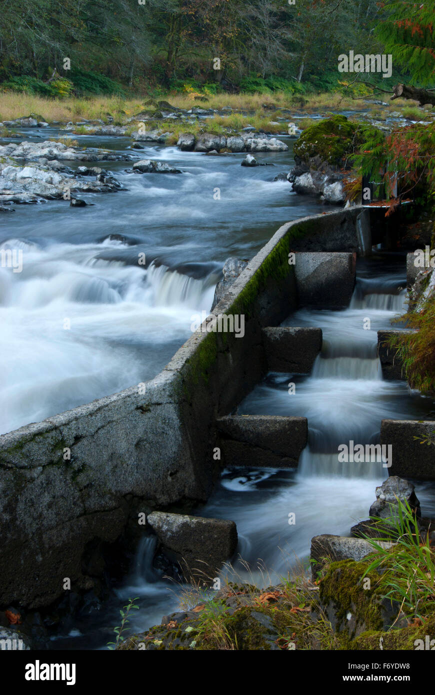 Nehalem river fish ladder hi-res stock photography and images - Alamy