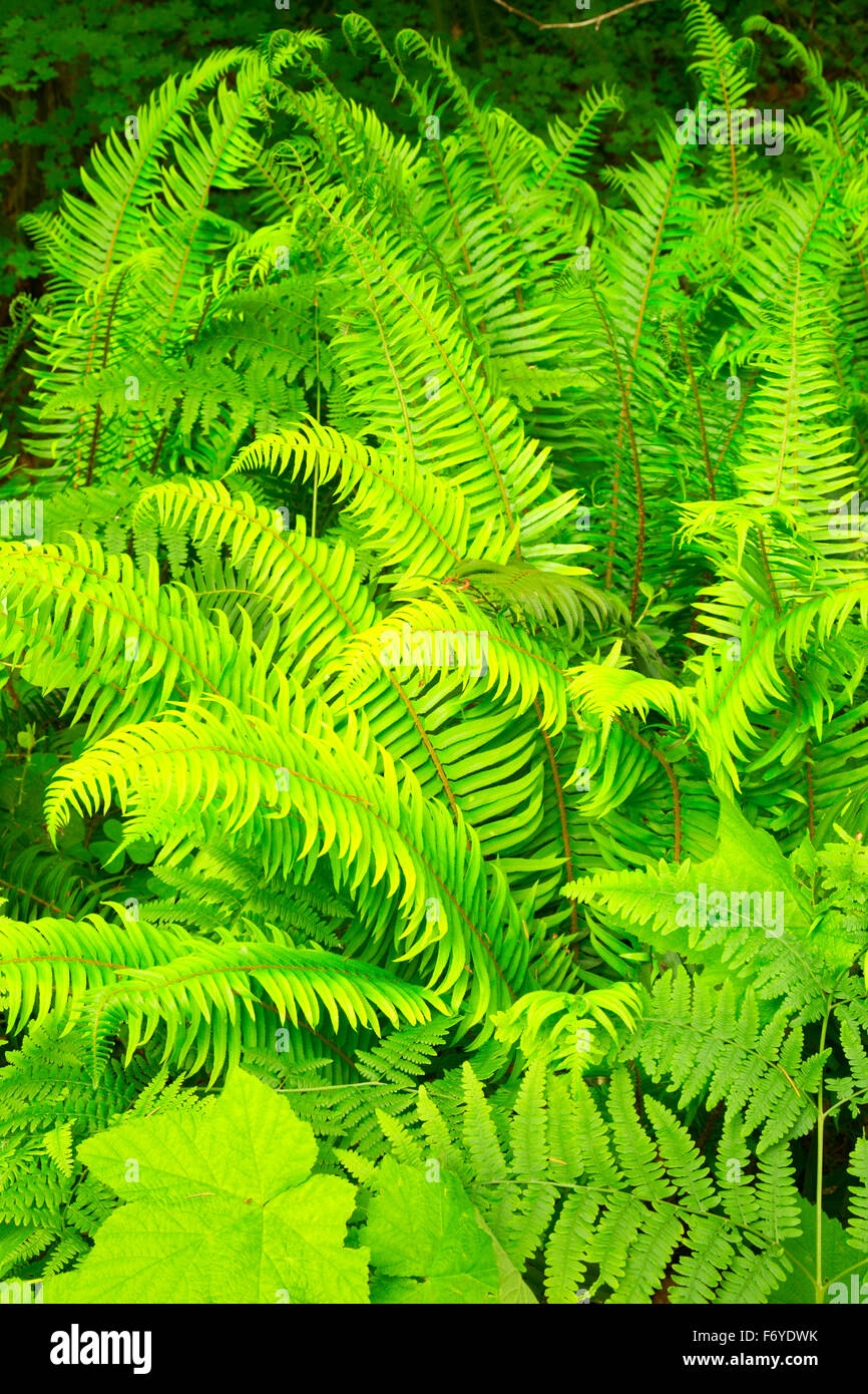 Western sword fern (Polystichum munitum) on Boomscooter Trail, Stub ...