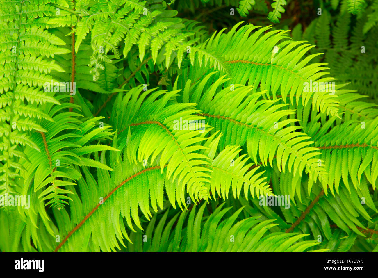 Western sword fern (Polystichum munitum) with bracken fern on ...