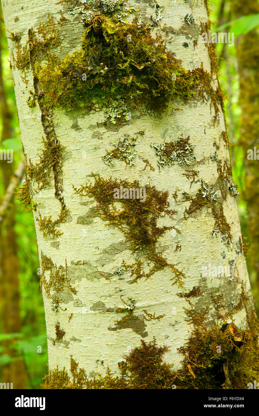 Trunk alnus hi-res stock photography and images - Alamy