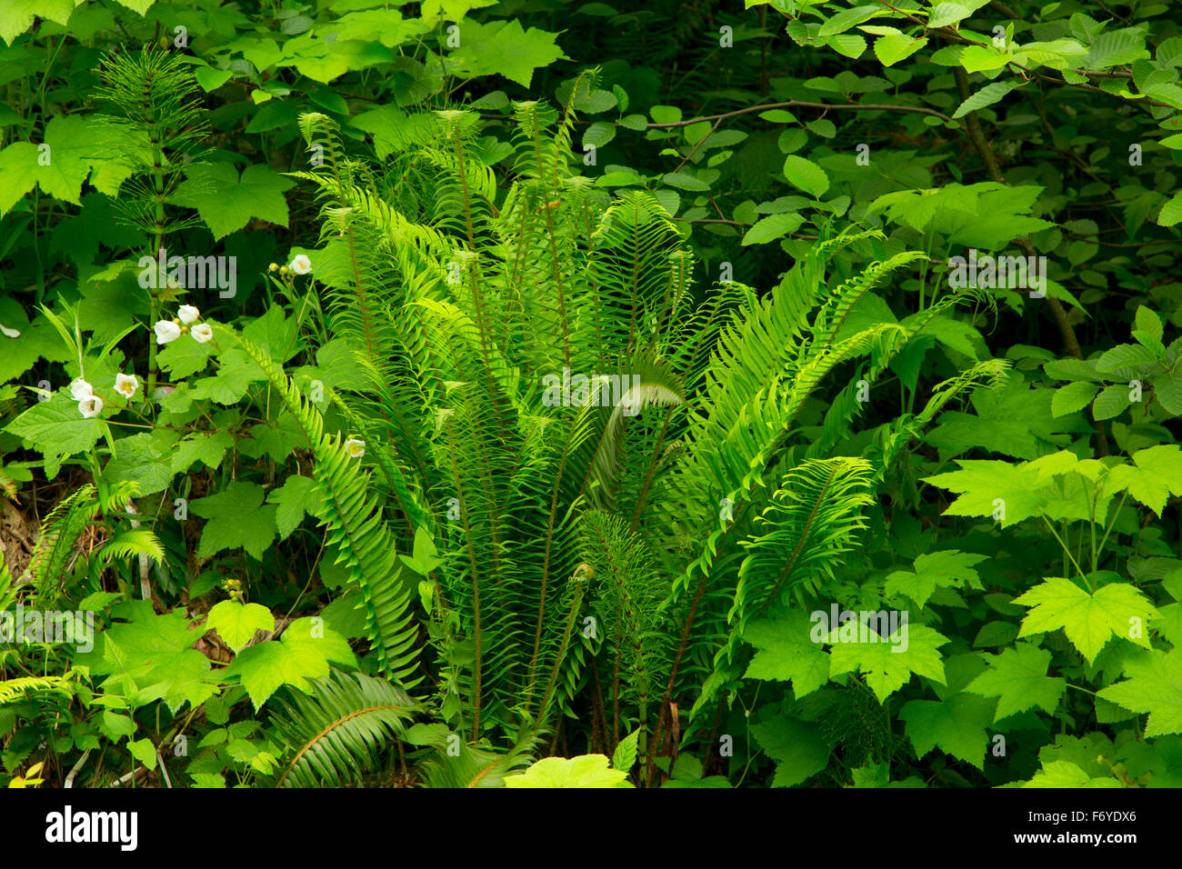 Western sword fern (Polystichum munitum), Stub Stewart State Park ...
