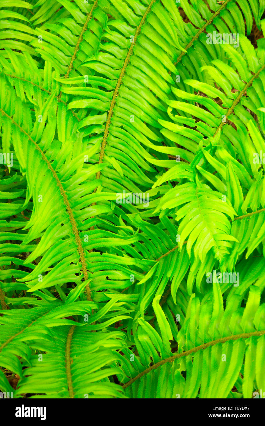 Western sword fern (Polystichum munitum), Stub Stewart State Park ...