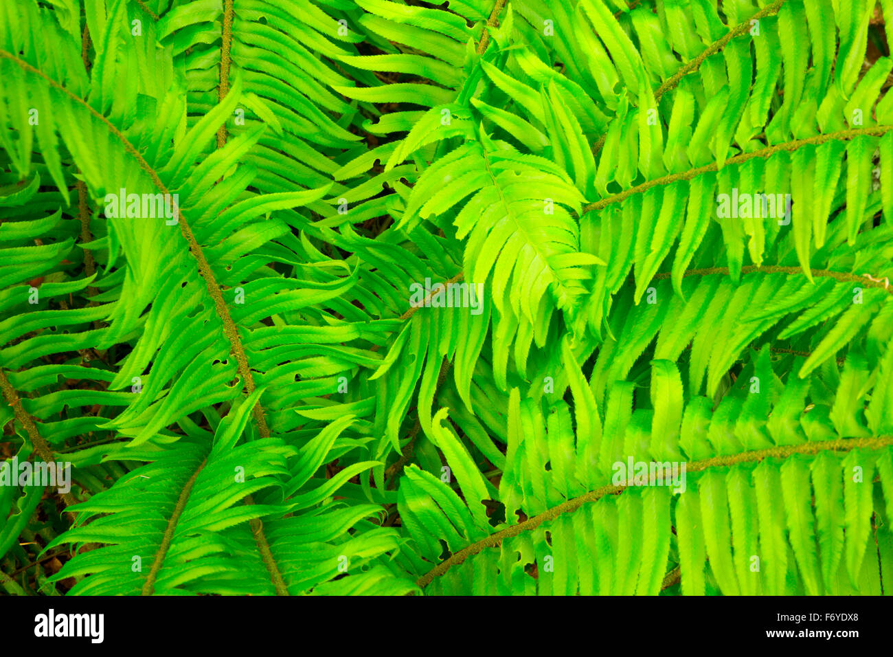 Western sword fern (Polystichum munitum), Stub Stewart State Park ...