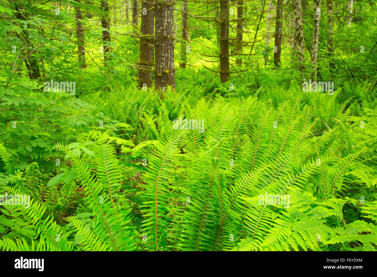 Forest with sword fern along Hares Canyon Trail, Stub Stewart State ...
