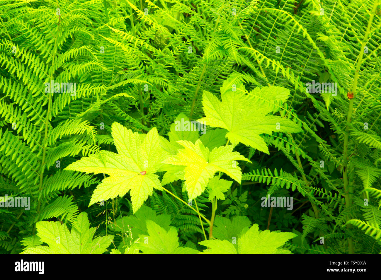 Thimbleberry hi-res stock photography and images - Alamy